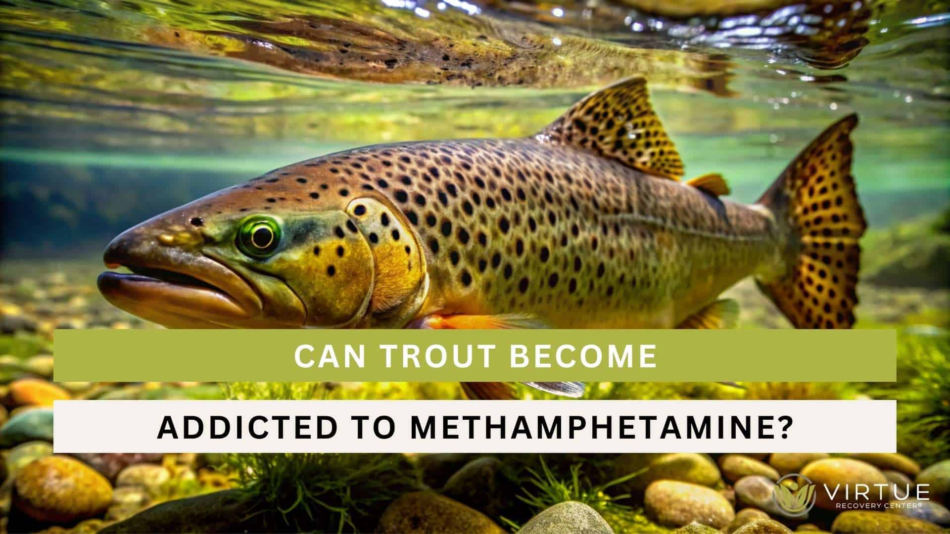 Can Fish Like Trout Get ‘Hooked’ on Methamphetamine (Meth)? - Virtue Recovery Center